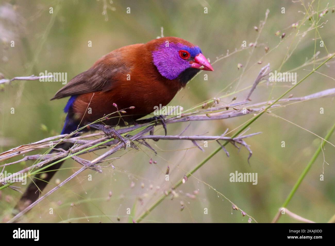 A closeup of a violet-eared waxbill perched on the tree branches ...