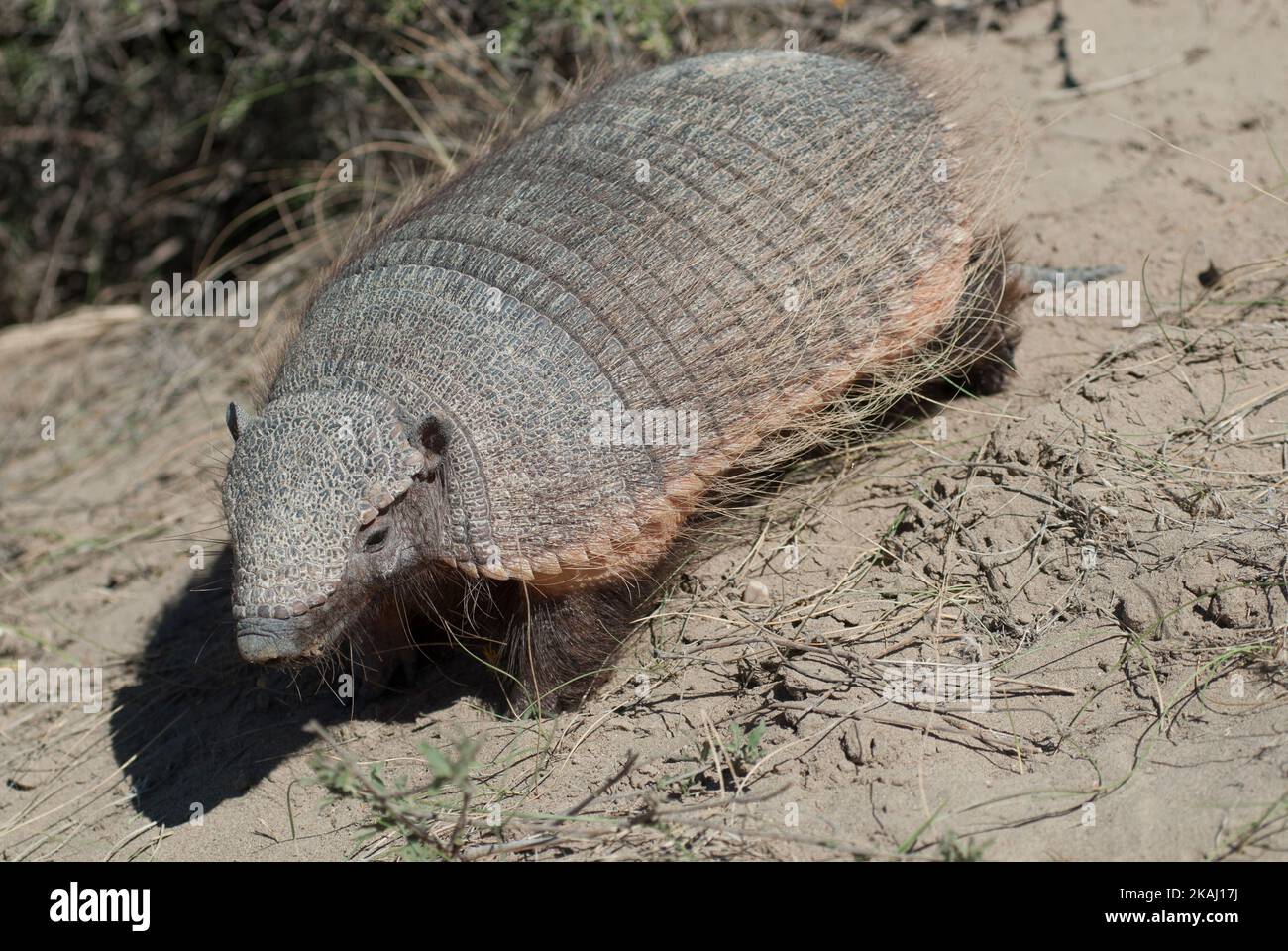 Armadillo in desert environment, Peninsula Valdes, Unesco World ...