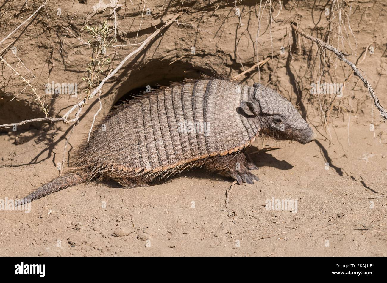 Patagonian Desert Animals