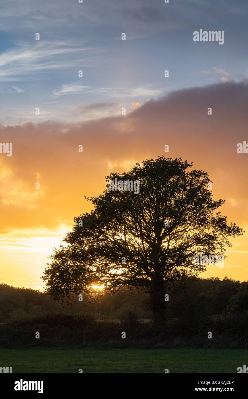 Sun shining through a tree. Photographed on Middlewick ranges in ...
