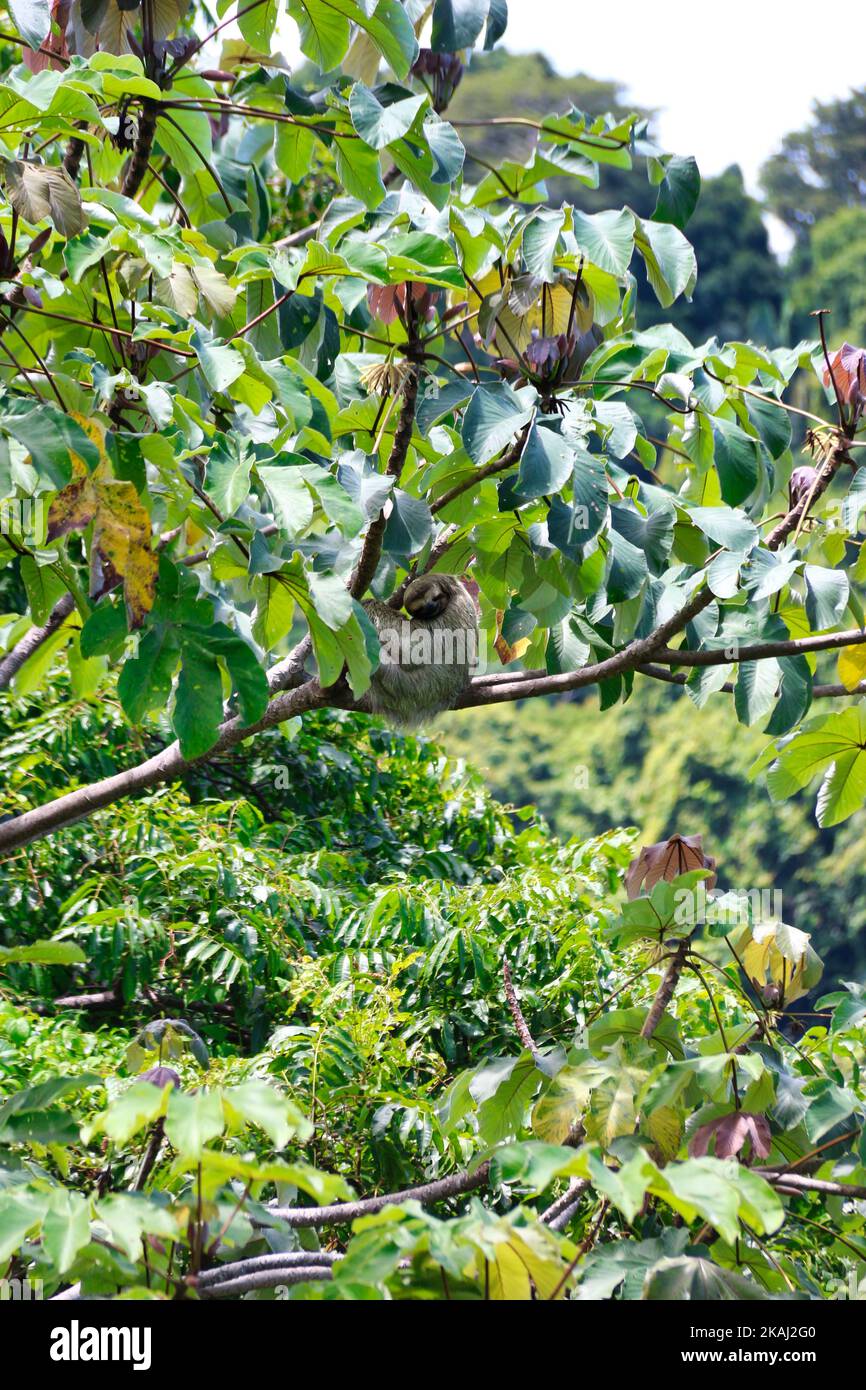 A vertical shot of sloth on a tree in tropical forest in Costa Rica ...