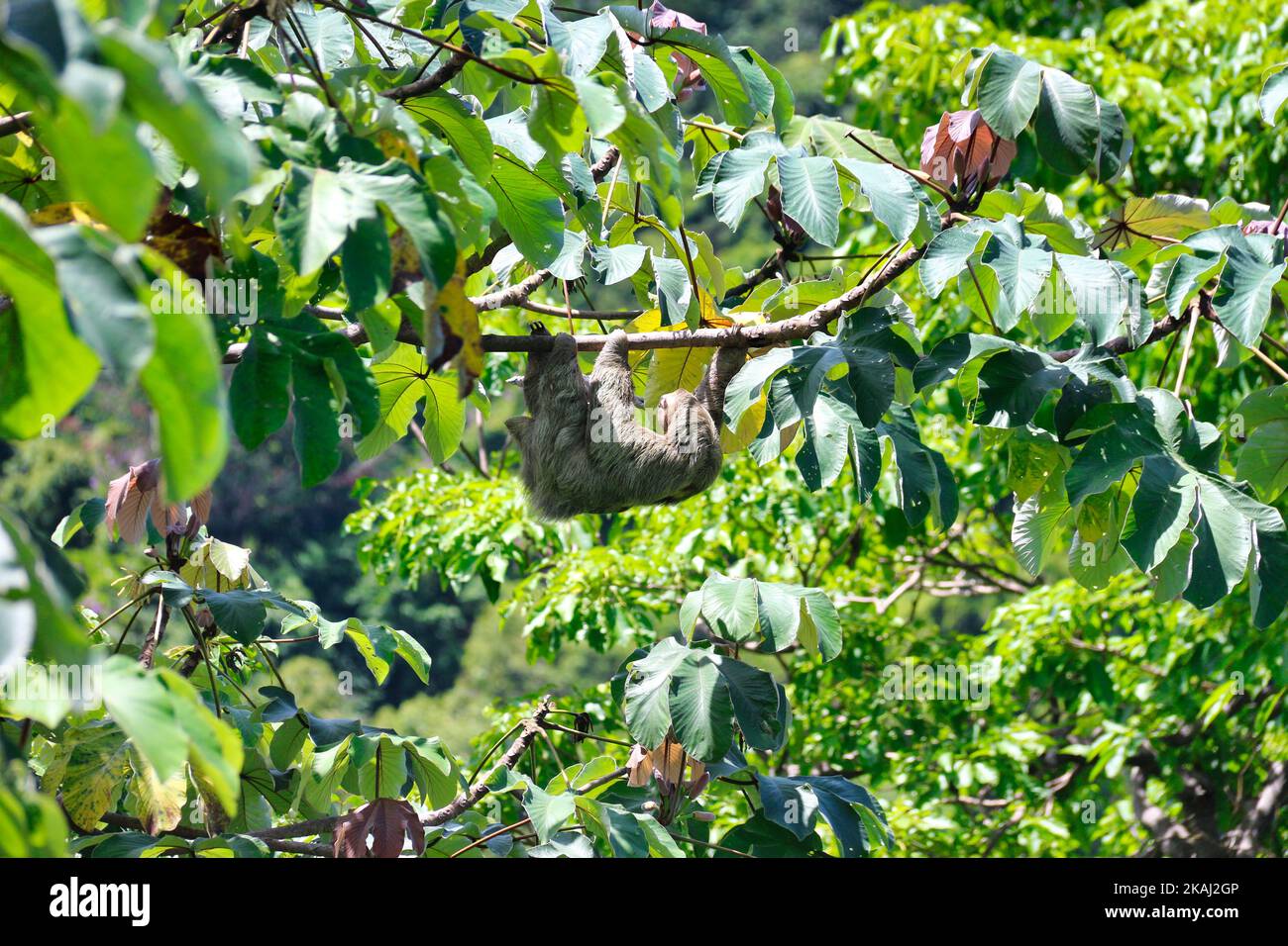 A furry sloth hanging on a tree in the forest, Costa Rica Stock Photo ...