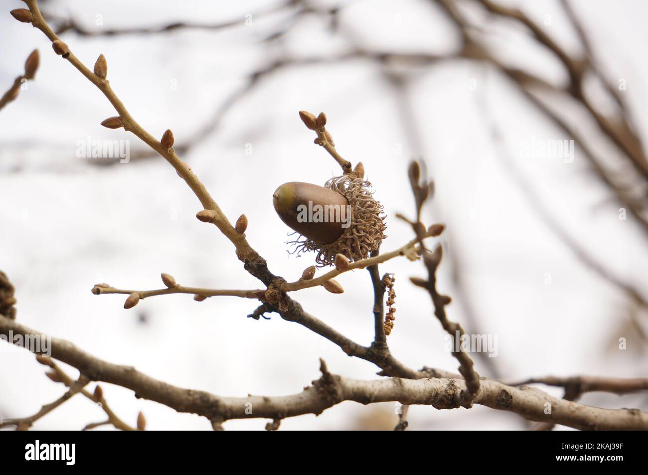oak on tree in Bablo Park - Duhok - Iraq Stock Photo - Alamy