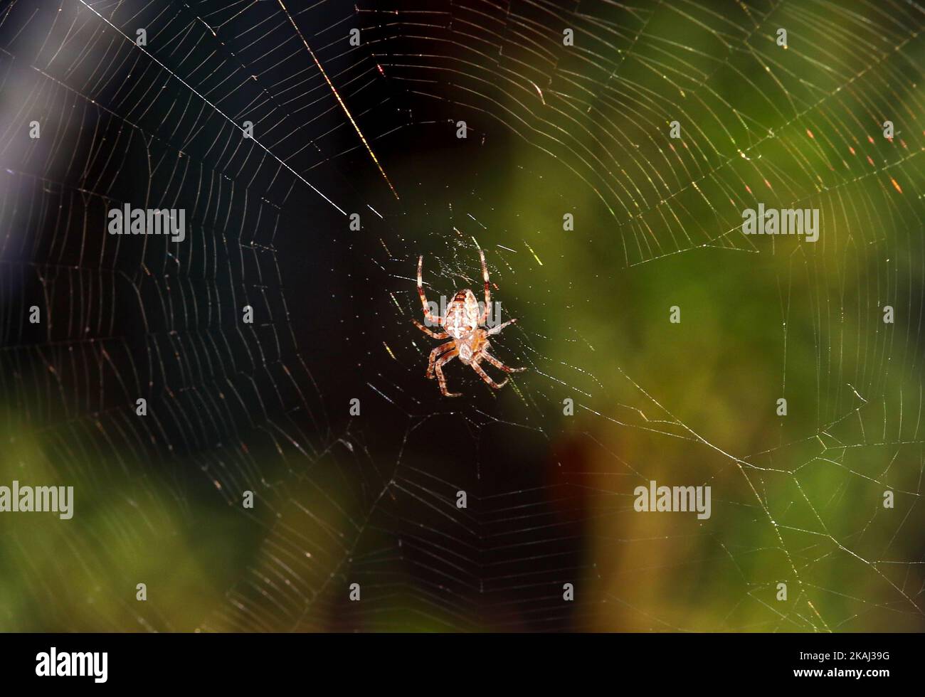 Net with spider waiting for Sacrifice Stock Photo - Alamy