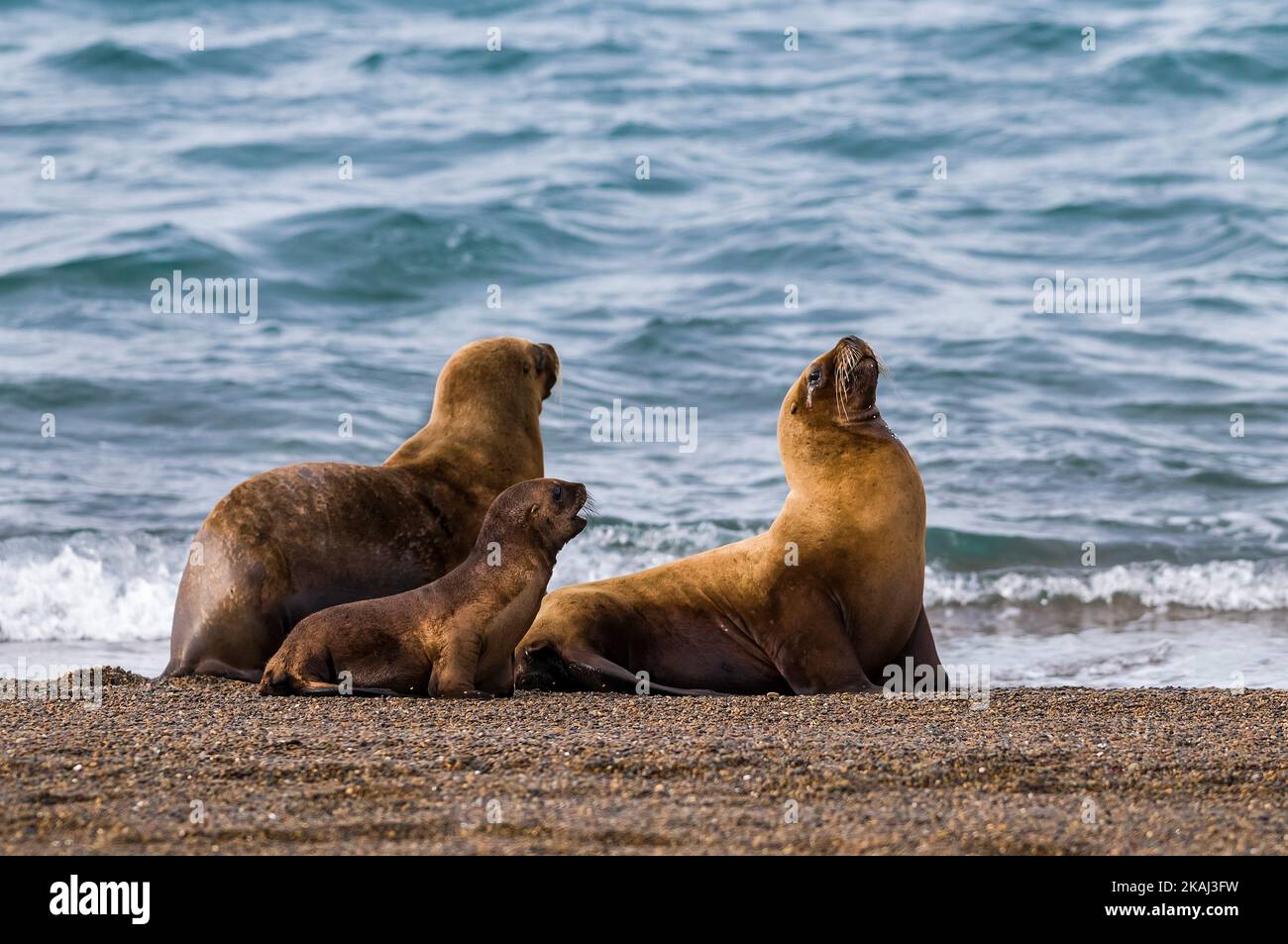 Golfo nuevo sea lion hi-res stock photography and images - Alamy