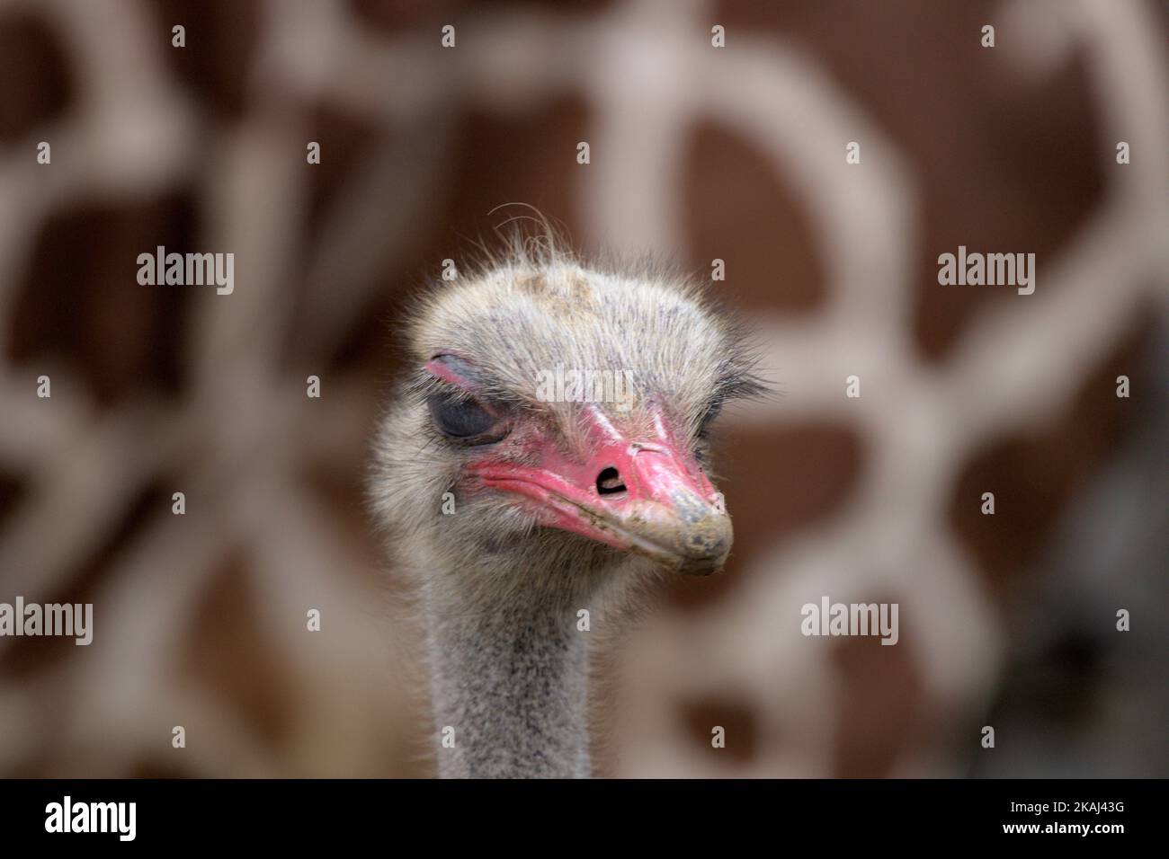 A closeup of Common ostrich's head at the zoo on blur background Stock ...