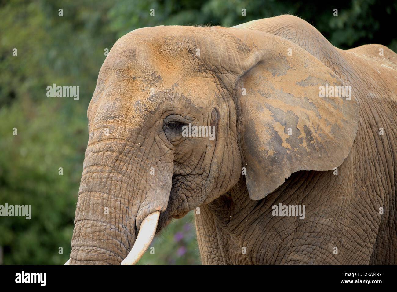 Elephant scales hi-res stock photography and images - Alamy