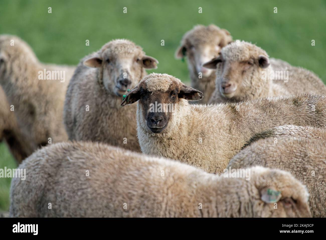 The flock of sheep in the field Stock Photo - Alamy