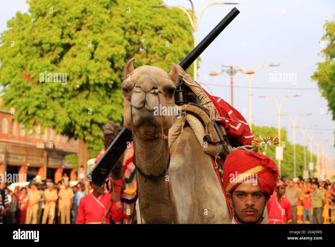 Camel during the traditional 'Gangaur' procession on the occasion of ...