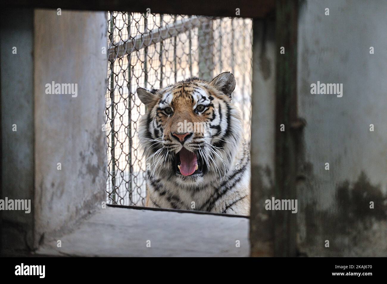 A Siberian tiger is seen in a cage at the Siberian Tiger Park on April ...