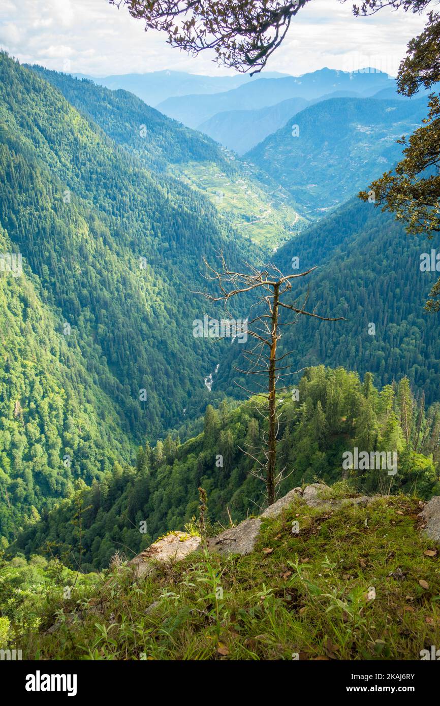 Exotic view of a valley with dense deodar tree forest from a hill top ...