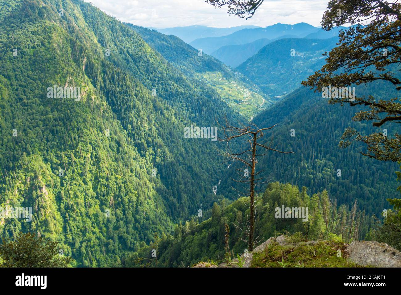 Exotic view of a valley with dense deodar tree forest from a hill top ...