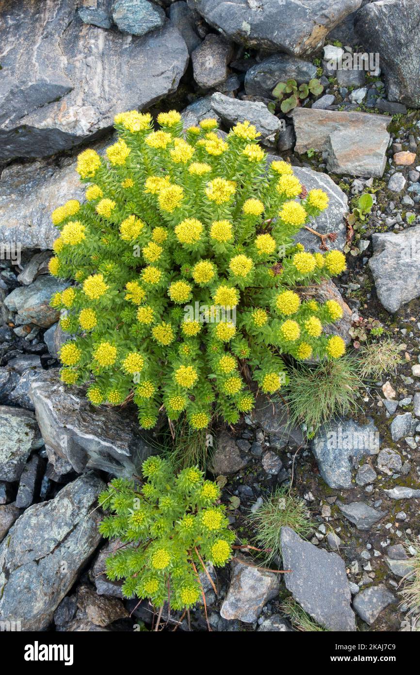 Rhodiola rosea (commonly golden root, rose root, roseroot) growing in ...