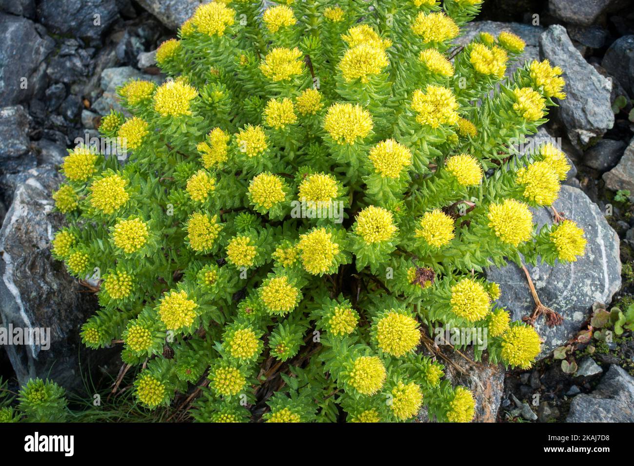Rhodiola rosea (commonly golden root, rose root, roseroot) growing in ...