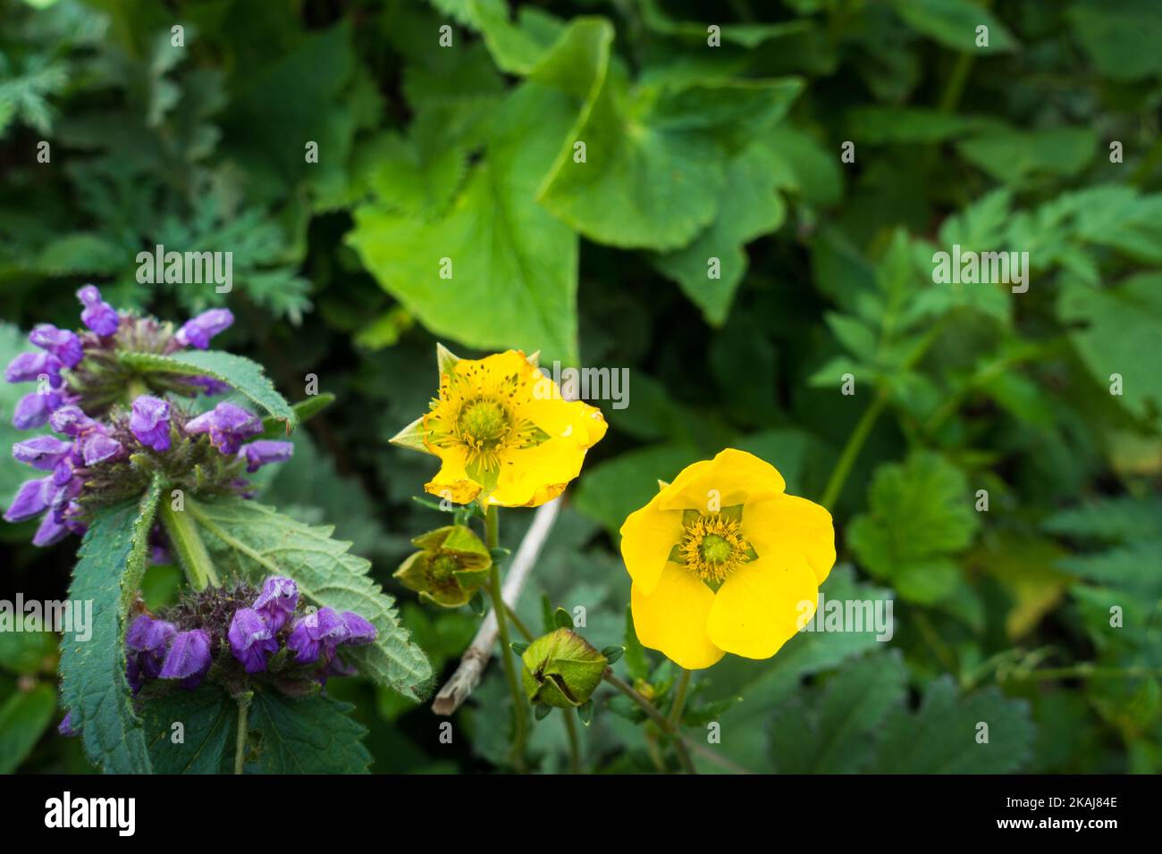 Yellow flowers in himalayan mountains hi-res stock photography and ...