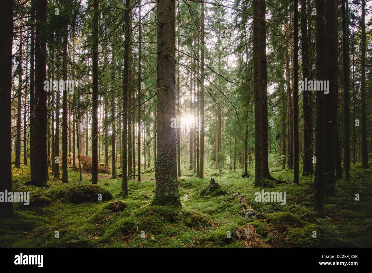 A low-angle view of a beautiful forest on a sunny day Stock Photo - Alamy