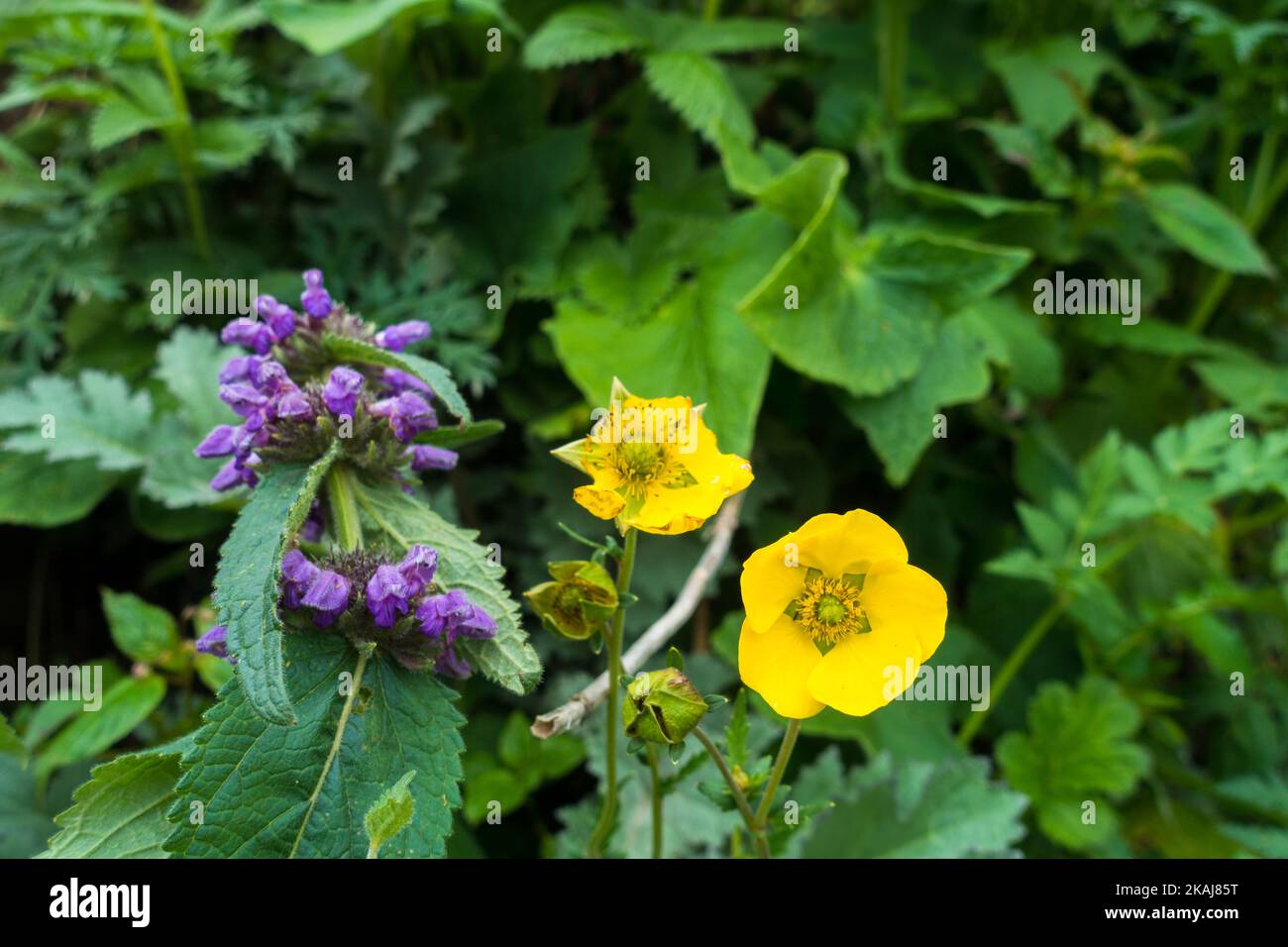 The Welsh poppy, Papaver cambricum, synonym Meconopsis cambrica ...