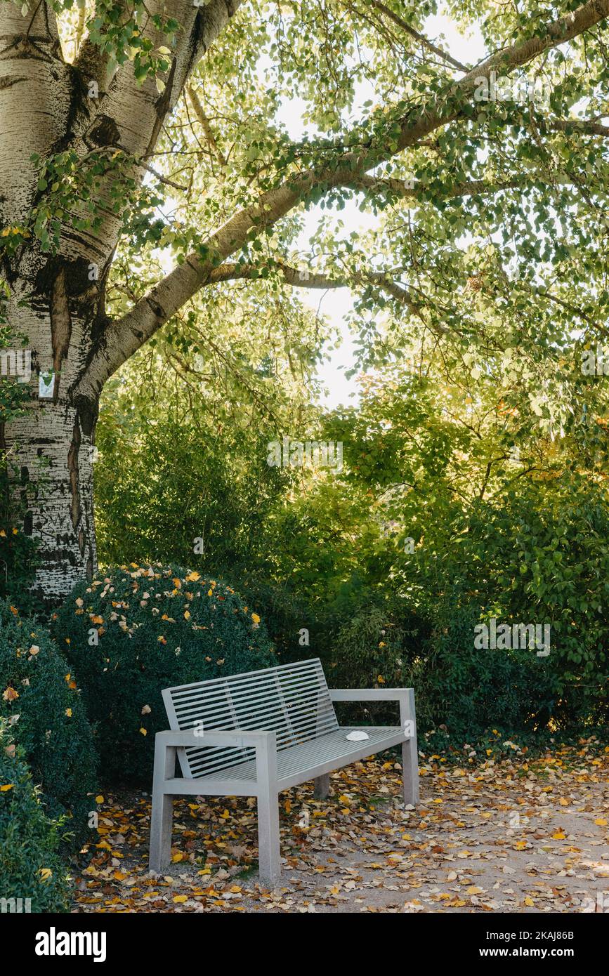 White Park Bench With Stone Wall And Green Leaves Of The Ivy In Quiet ...