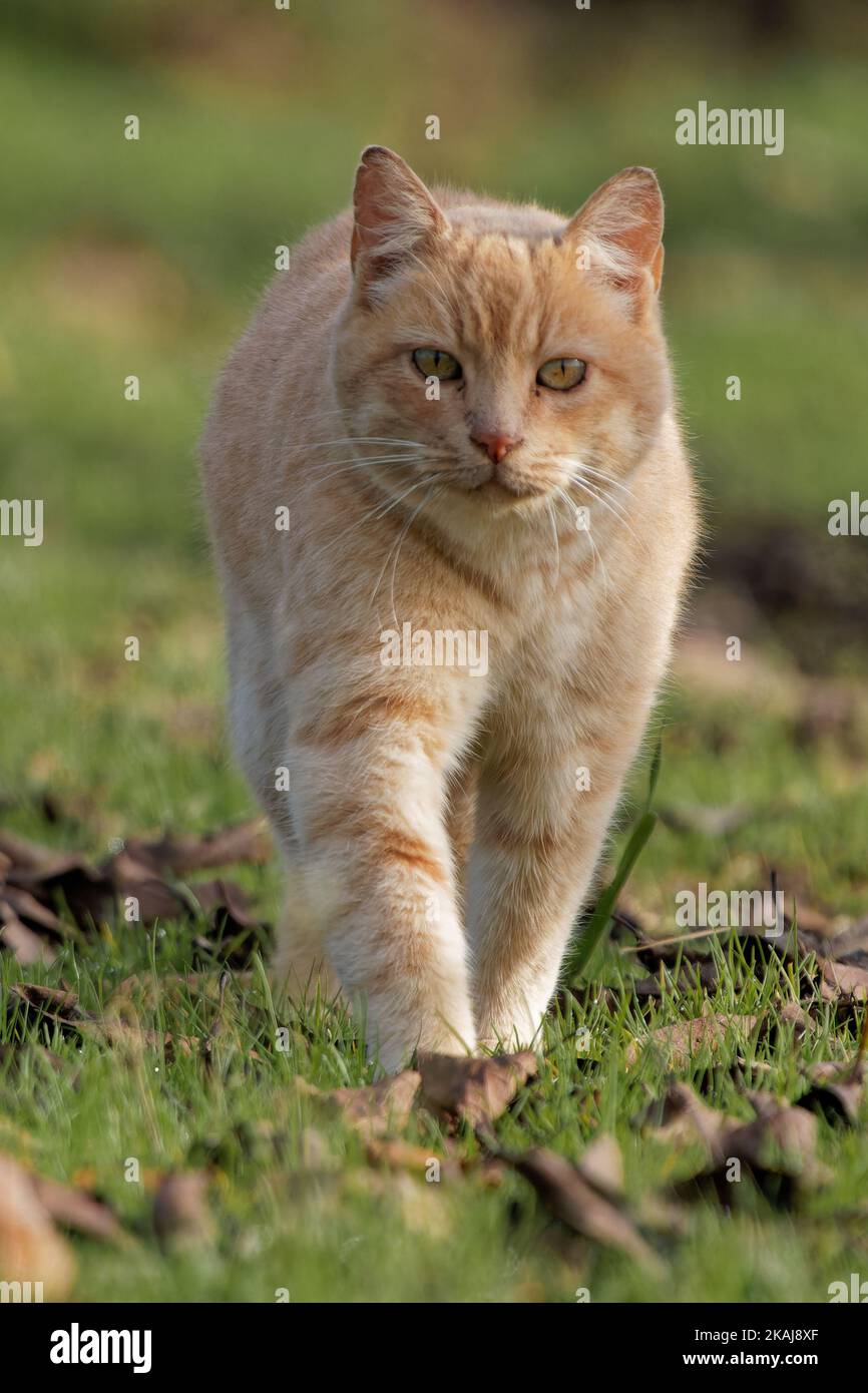 A vertical shot of a cute ginger cat walking on he grass Stock Photo ...