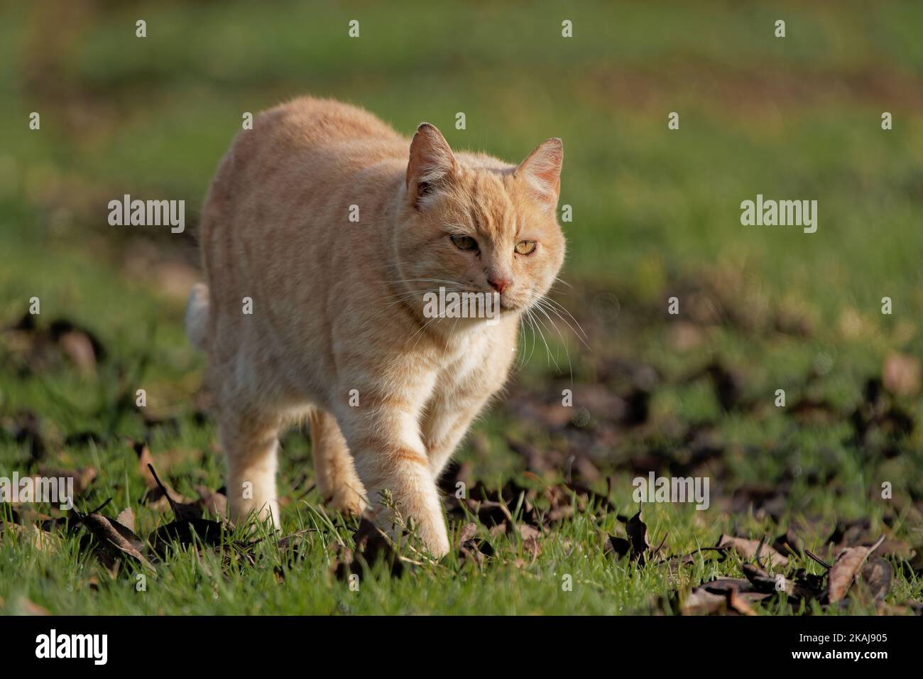 A closeup shot of a cute ginger cat walking on he grass Stock Photo - Alamy