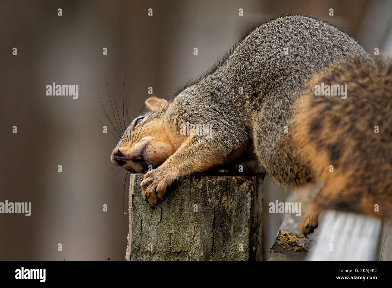 A fox squirrel (Sciurus niger) resting its head on a tree log on ...