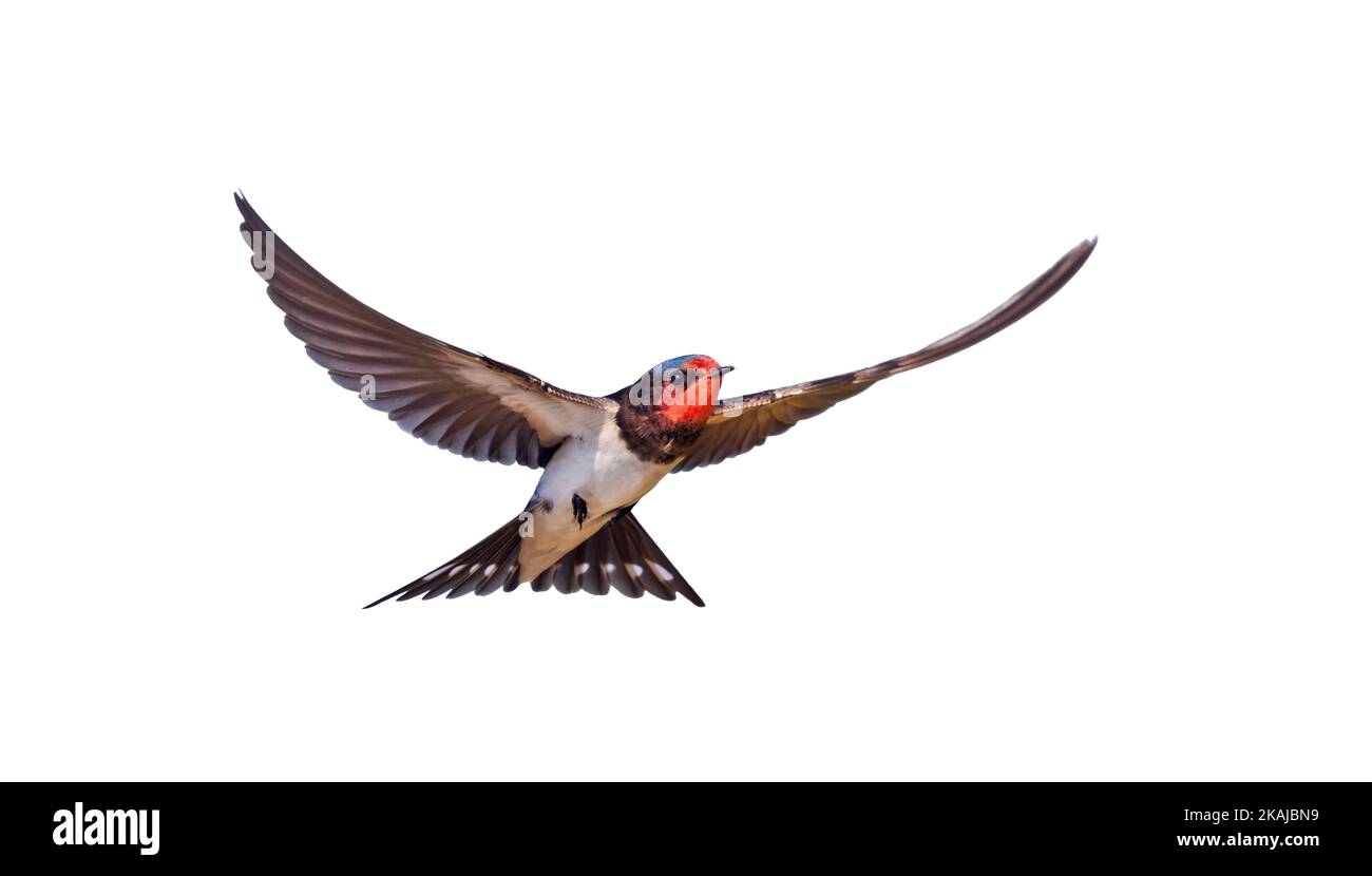 Swallow flying bird in Cut Out Stock Images & Pictures - Alamy