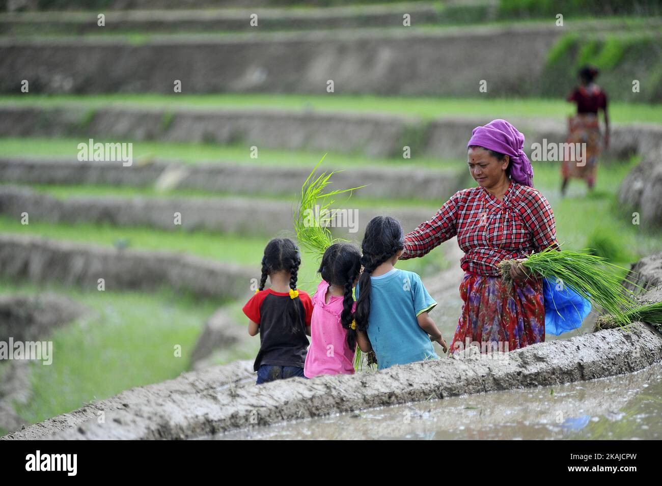 A farmer gives rice sapling towards kids for fun during the celebration ...