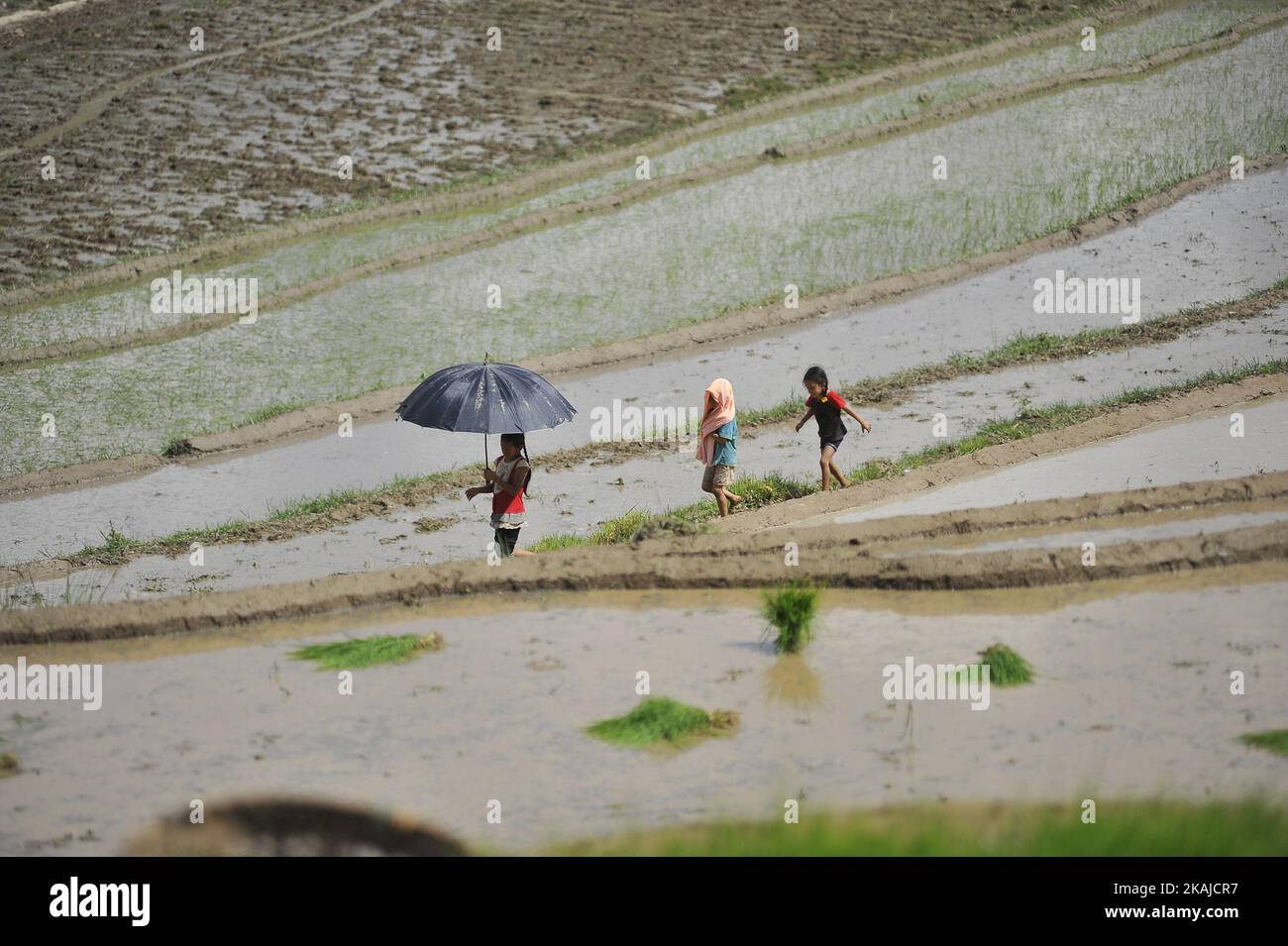 Kids way towards Rice Planntation ground during the celebration of ...