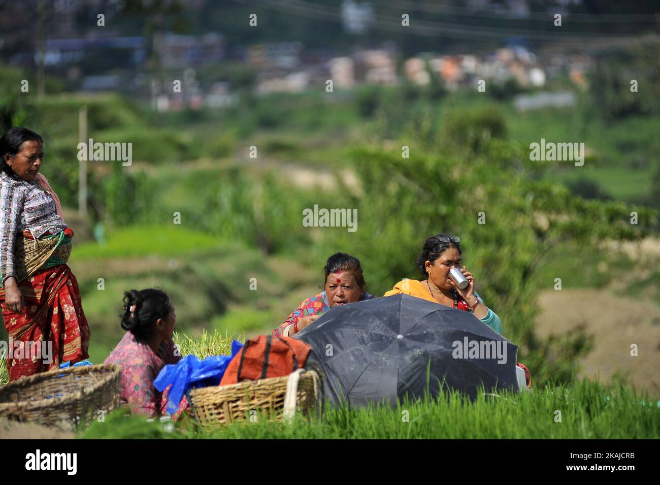 Farmer's having lunch break after Rice Plantation during the ...