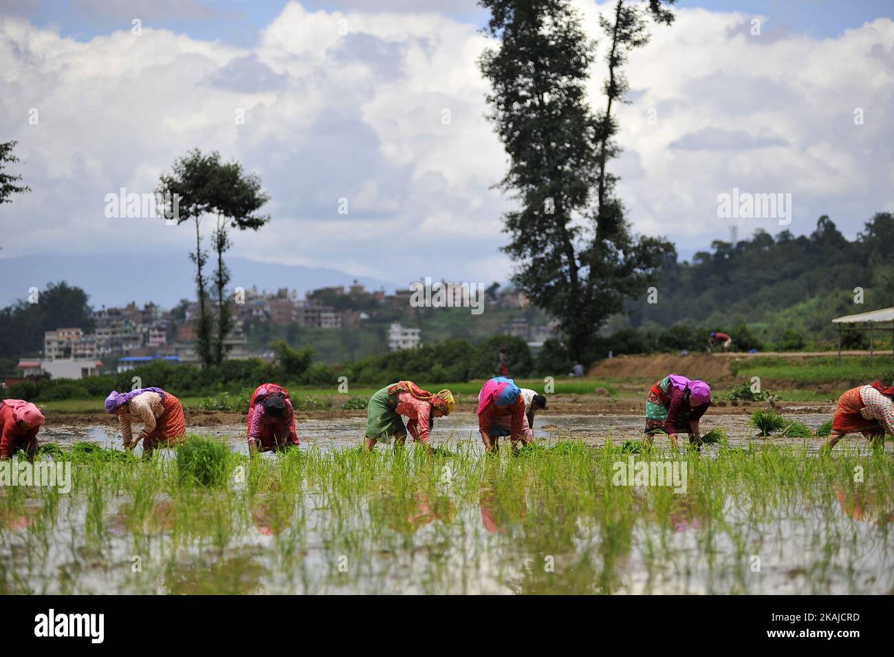 Local farmer's plants Rice Samplings during the celebration of National ...