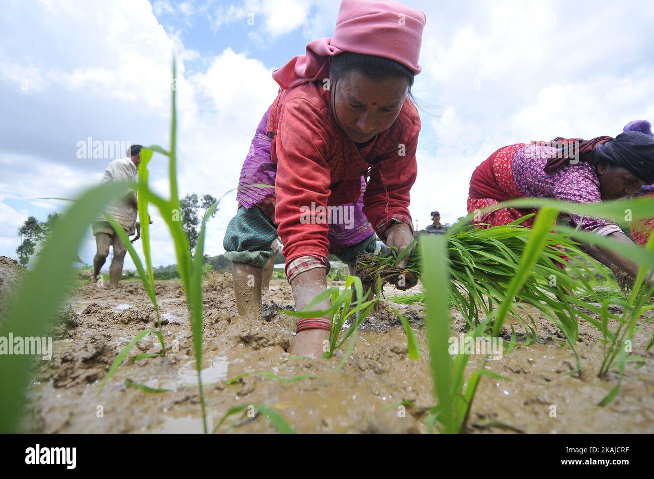 Local farmer's plants Rice Samplings during the celebration of National ...