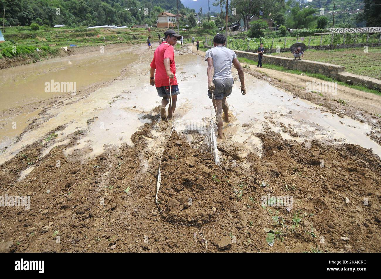A farmer prepares the ground for Rice Planntation during the ...