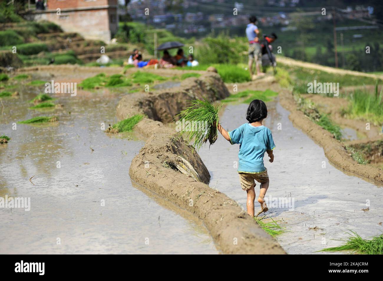 A kid run for the plantation during the celebration of National Paddy ...