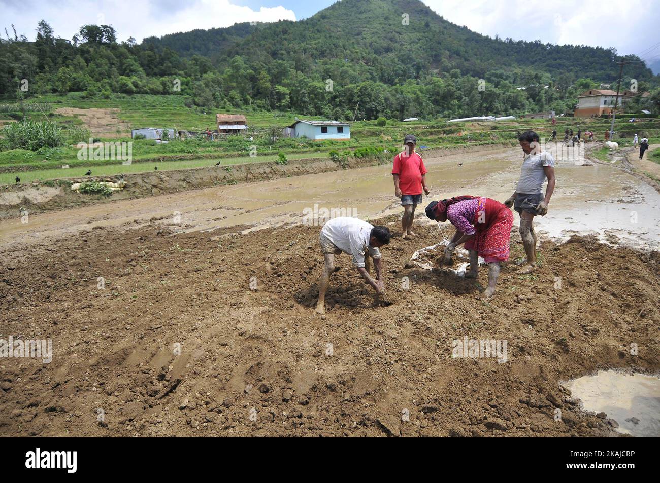 A farmer prepares the ground for Rice Planntation during the ...