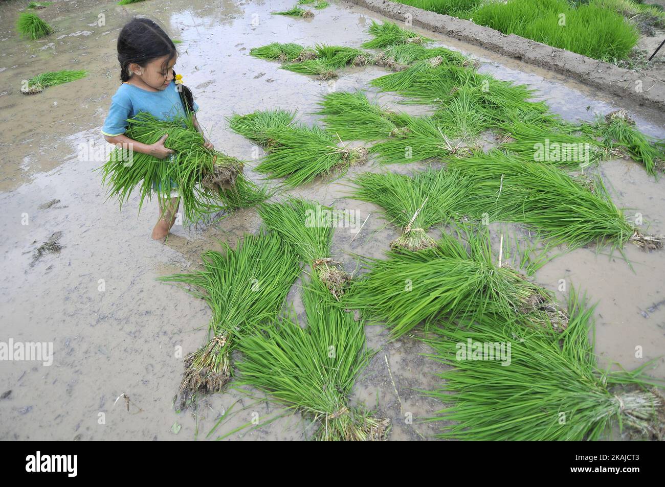 A Kid carry rice sapling for plantation during the celebration of ...