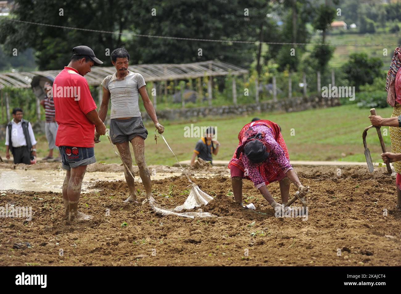 A farmer prepares the ground for Rice Planntation during the ...