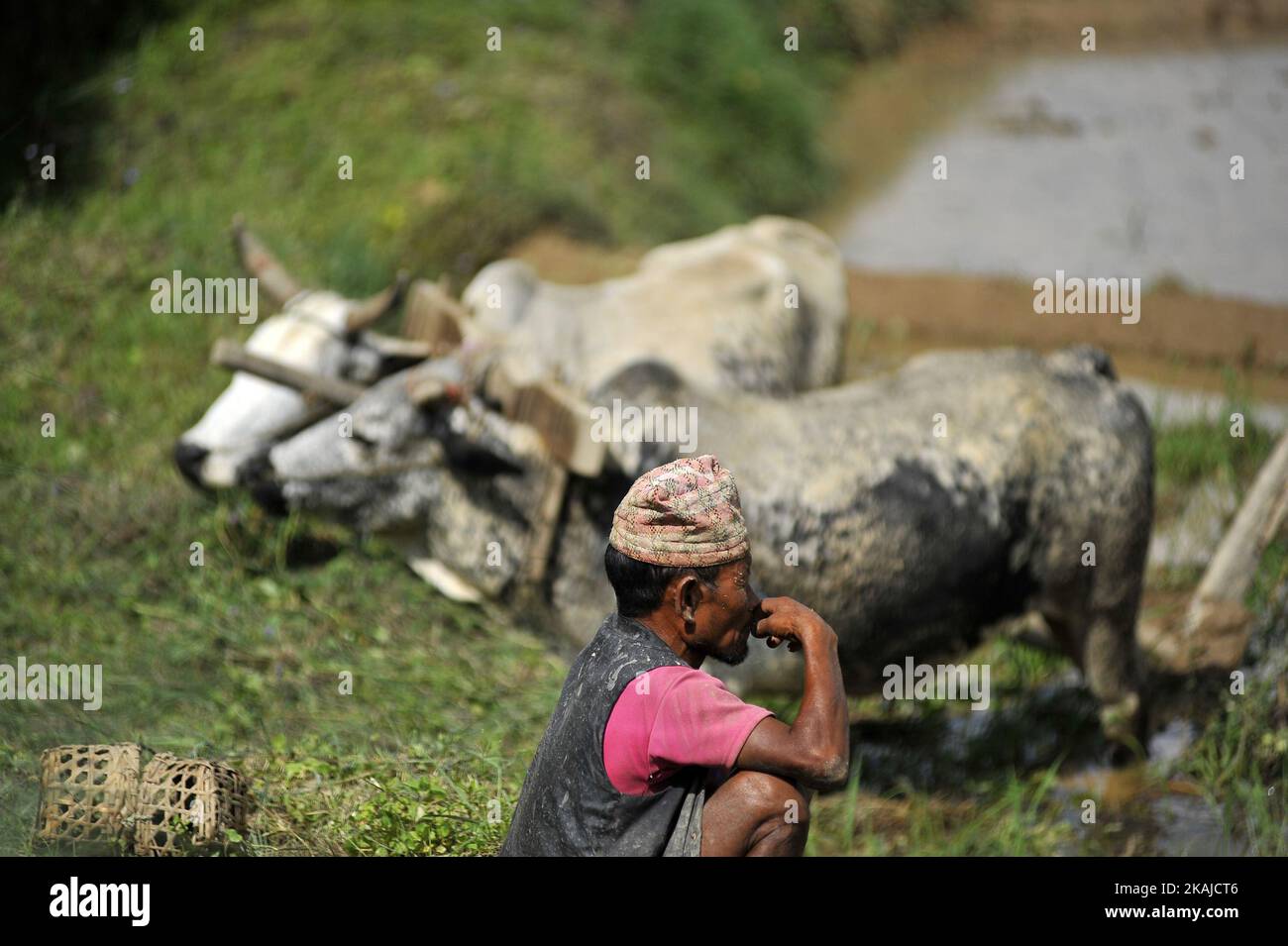A farmer smokes on a short rest during the celebration of National ...