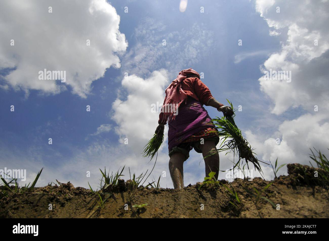 A farmer carry Rice Saplings for Planntation during the celebration of ...