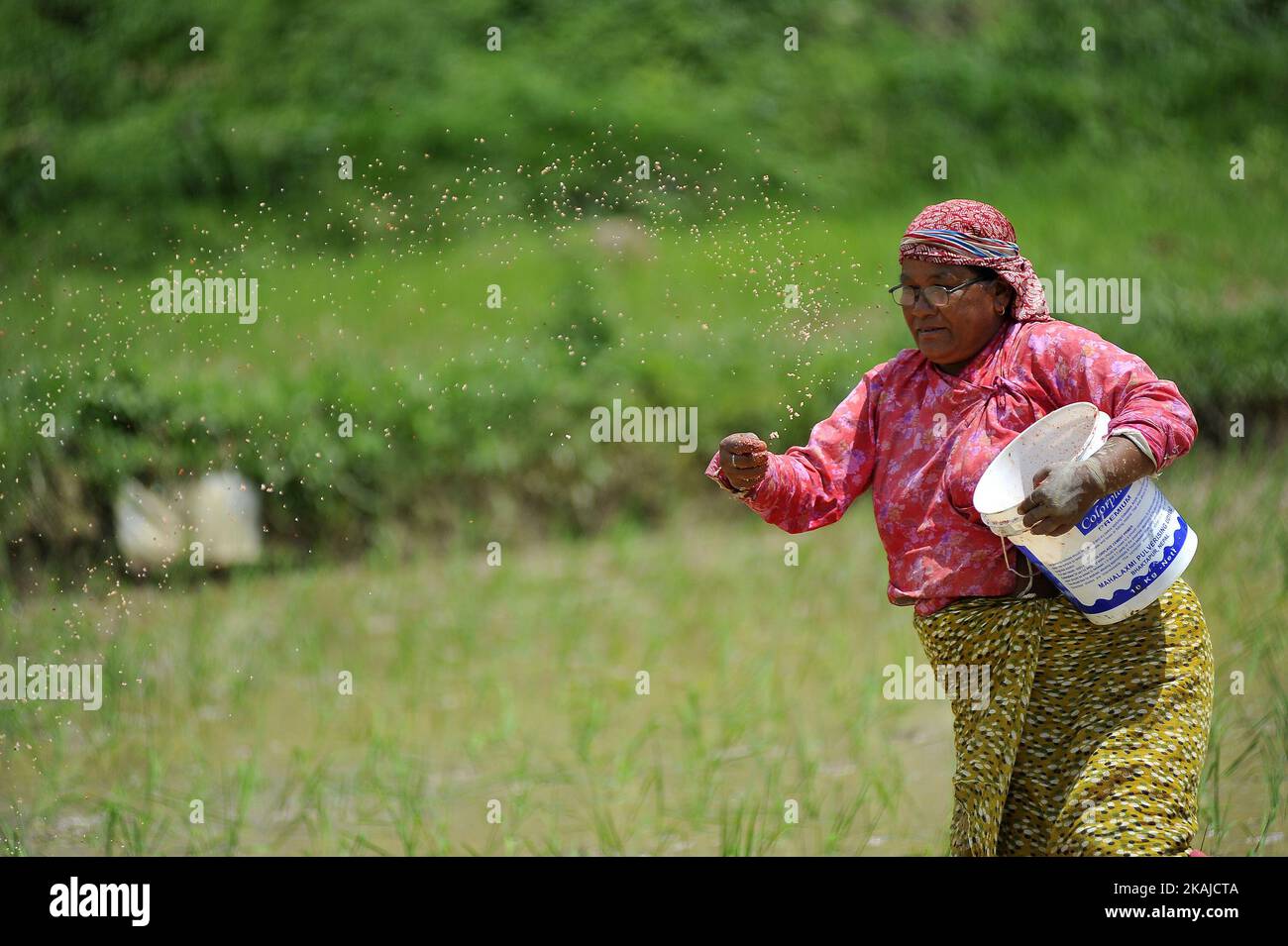 A farmer spreads fertiliser in a rice field after Planntation during ...
