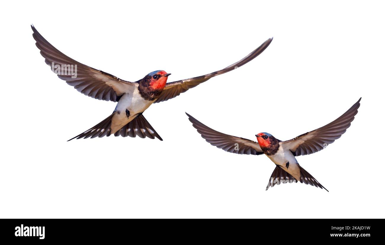 swallows flying isolated on white background Stock Photo - Alamy