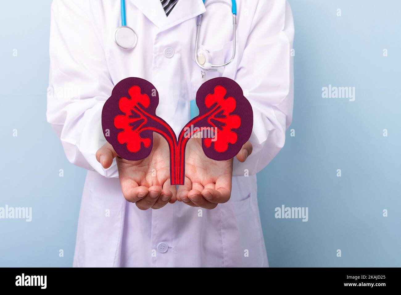 Treatment of kidney diseases. Urologist showing a shape of kidney ...