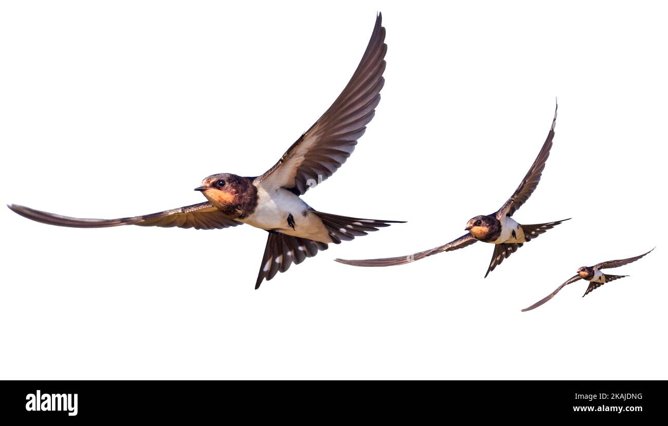 Flight bird wing wings Cut Out Stock Images & Pictures - Alamy