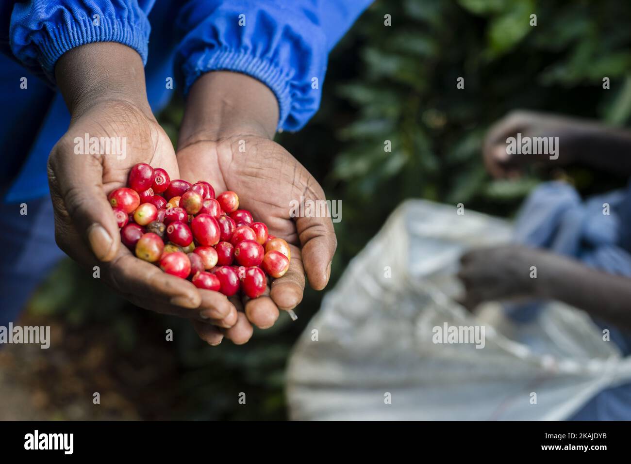 100 arabica hi-res stock photography and images - Alamy