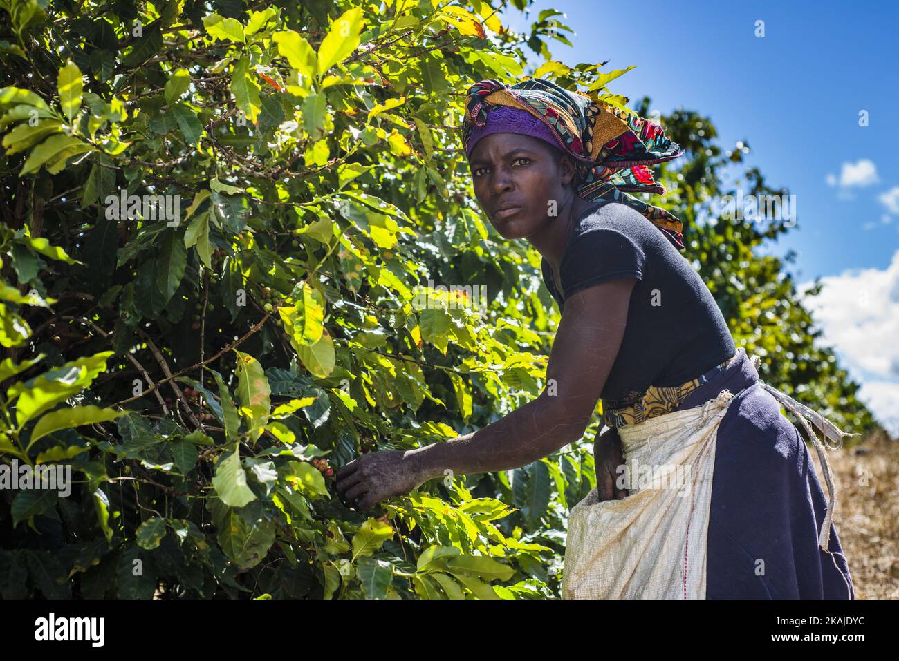 A woman picks ripe cherries of coffee at the plantation of Mubuyu Farm ...
