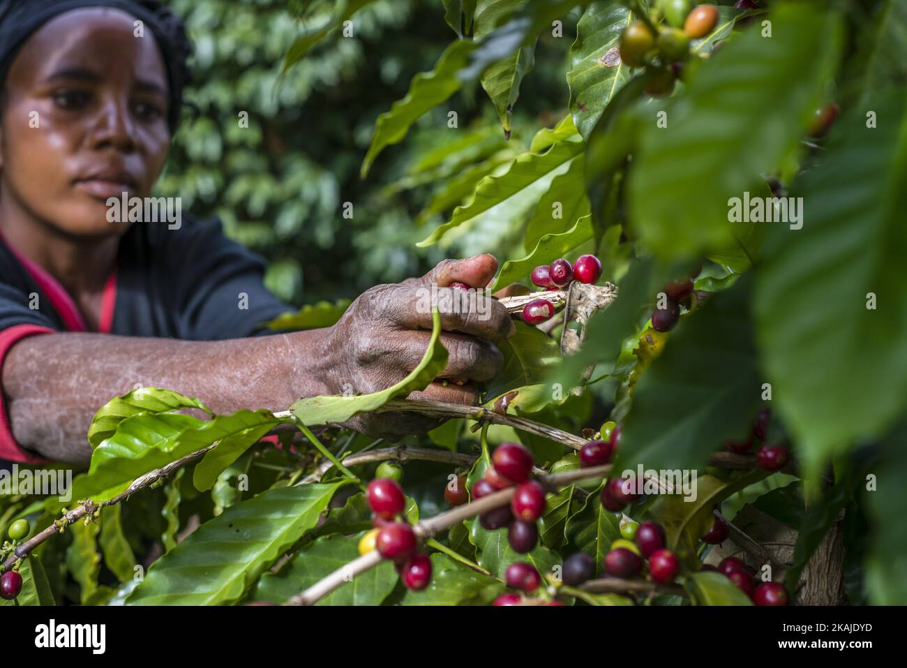 A woman picks ripe cherries of coffee at the plantation of Mubuyu Farm ...
