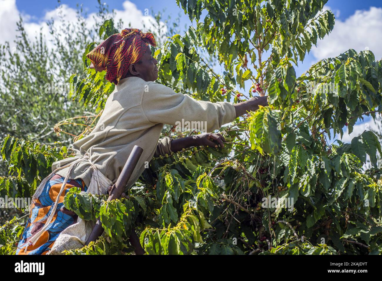 A woman picks ripe cherries of coffee at the plantation of Mubuyu Farm ...