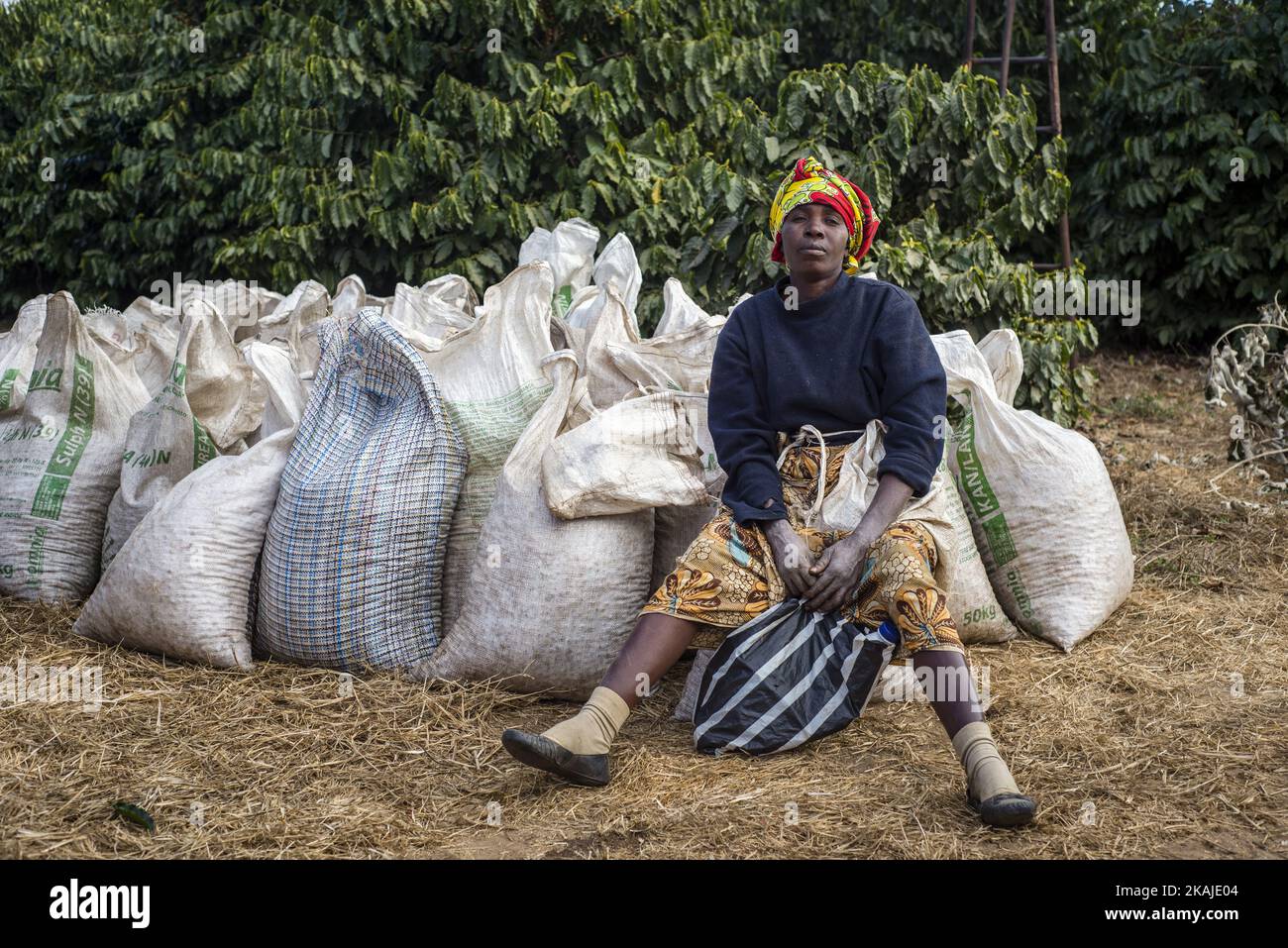 A portrait of a woman seating on bags filled with coffee cherries ...
