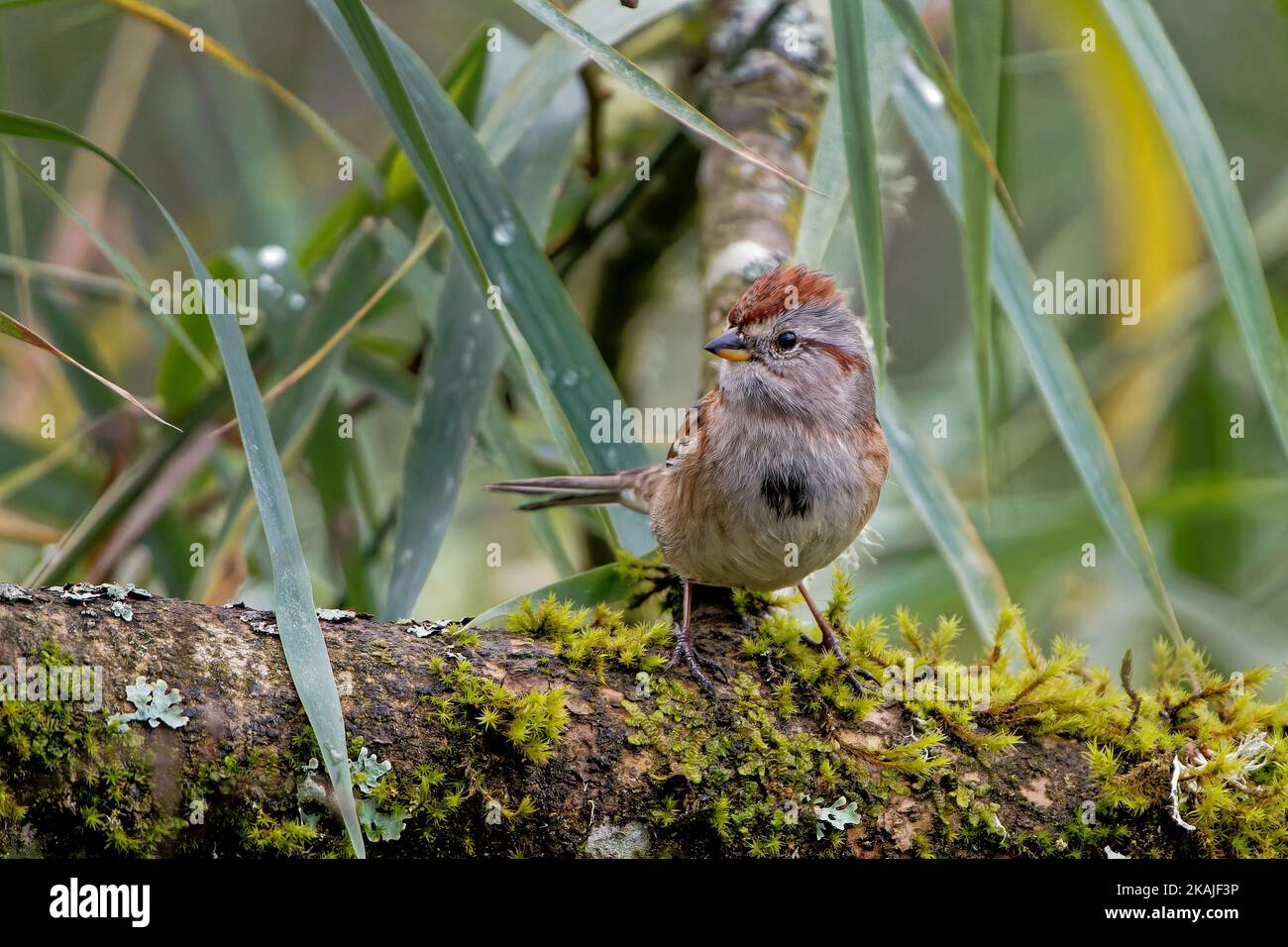 A beautiful American tree sparrow (Spizelloides arborea) on a tree ...