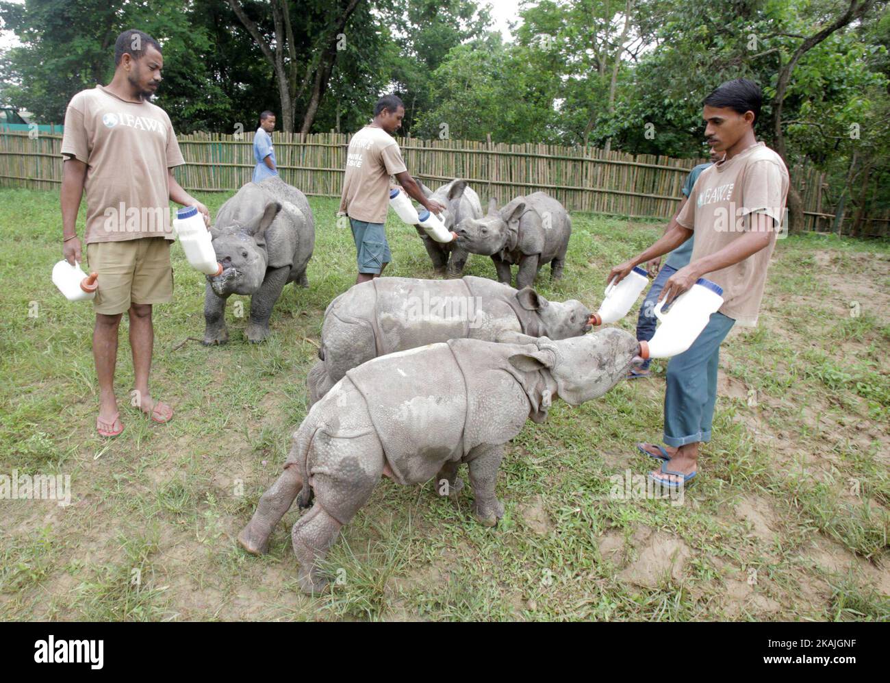 Workers feed Rhino calves which where rescue from the recent Kaziranga ...