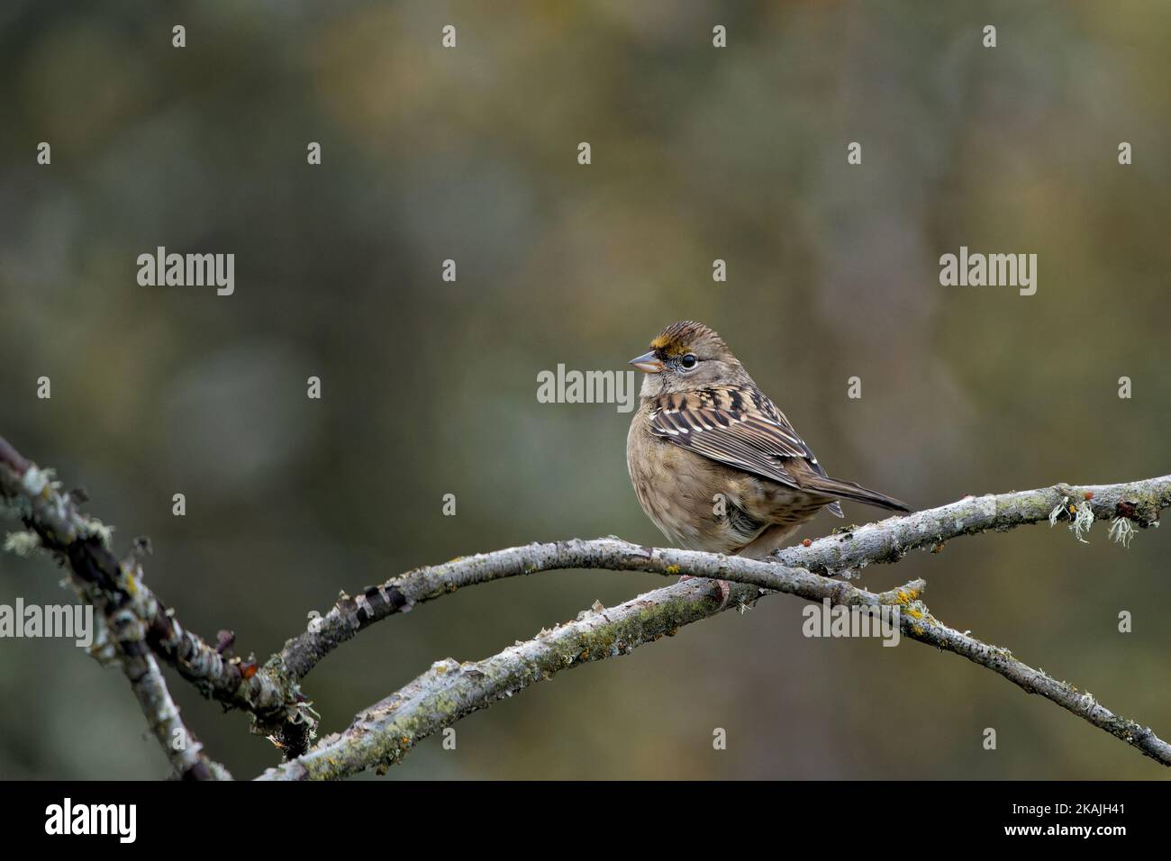 Brown spots on the back hi-res stock photography and images - Alamy
